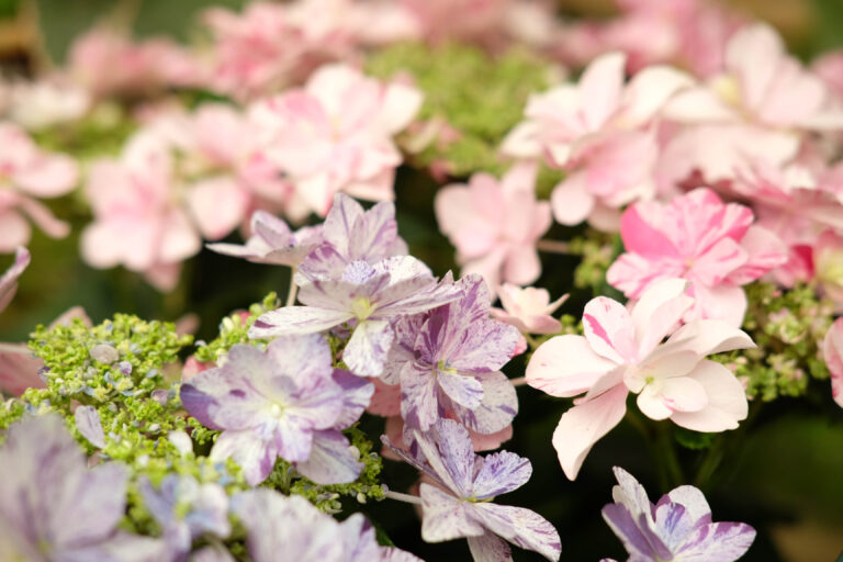 今期MAXの品揃え、ハイドランジアを一気にご紹介！！ ｜ 東京のエクステリアならさまざまなガーデンを提案する有限会社庭樹園